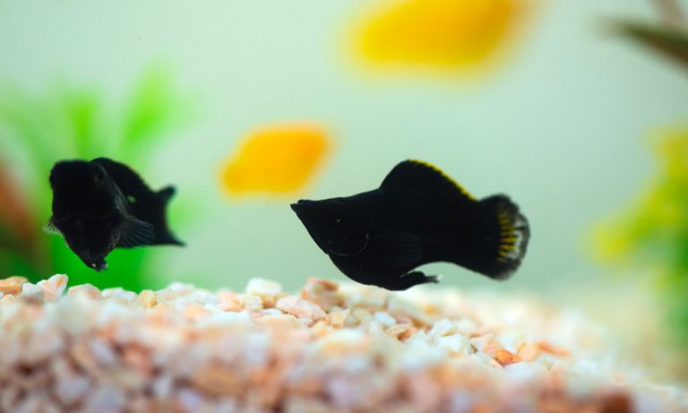 Best Freshwater Aquarium Fish Combination - Colorful Aquarium Fish ...