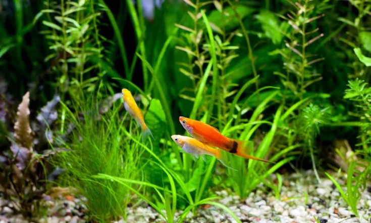 Low Maintenance Fish for Beginners - 5 Easiest Pet Fish to Keep Happy ...