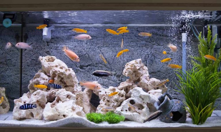 Best Freshwater Aquarium Fish Combination - Colorful Aquarium Fish ...