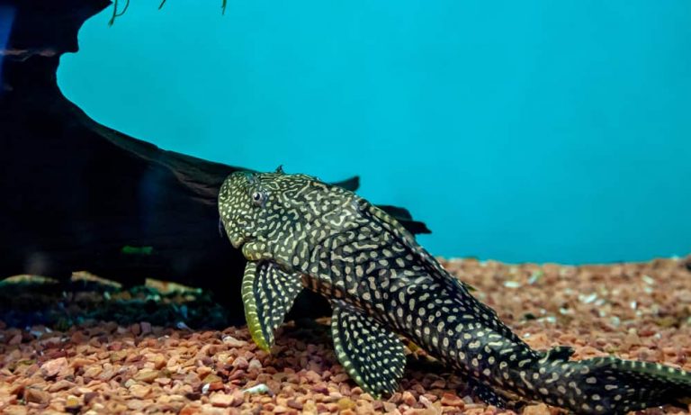 Bristlenose Plecostomus: Care Guide, Diet, Habitat, and Breeding ...