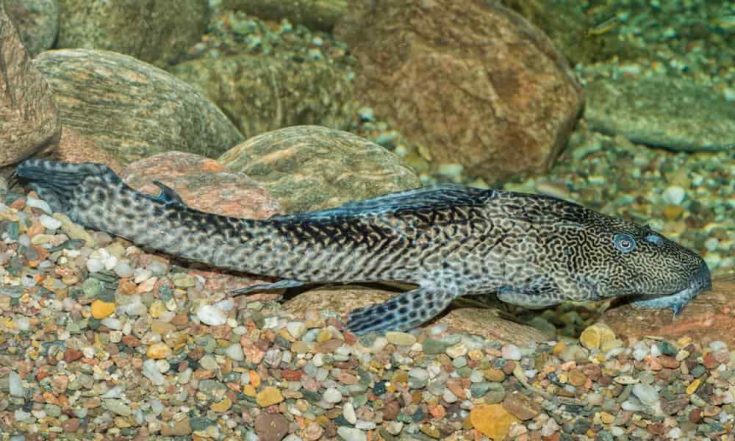 11 Aggressive Freshwater Fish for Predator Tanks - Species Guide ...