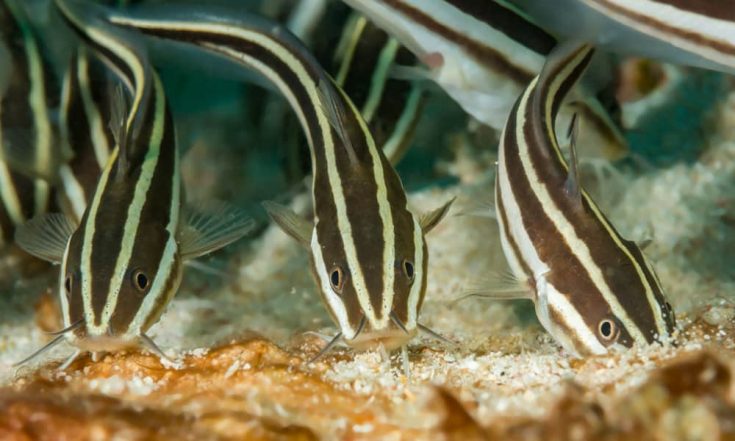 10 Freshwater Aquarium Catfish Species - aquaticly.com