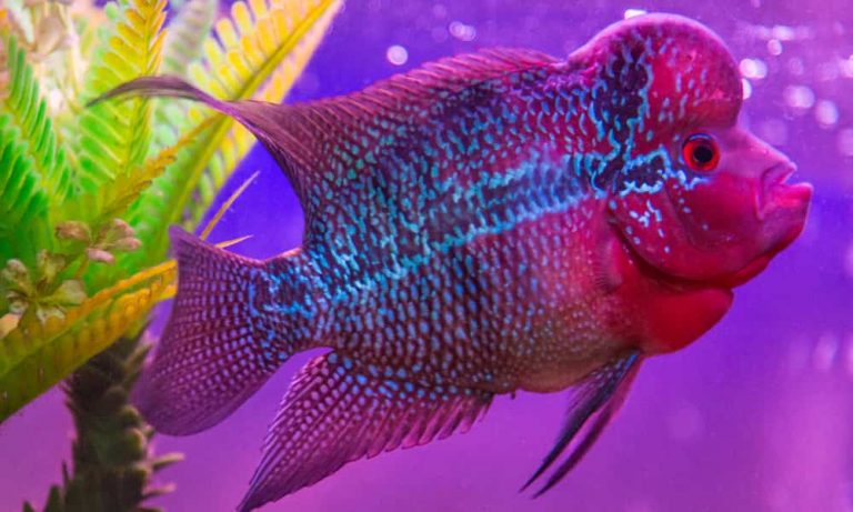11 Aggressive Freshwater Fish for Predator Tanks - Species Guide ...