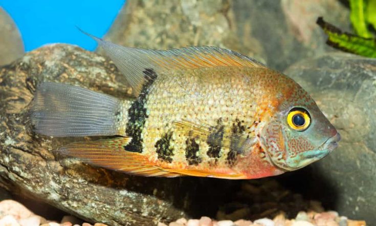 11 Aggressive Freshwater Fish for Predator Tanks - Species Guide ...