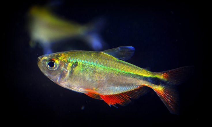 20 Beginner Friendly Cold Water Aquarium Fish - aquaticly.com