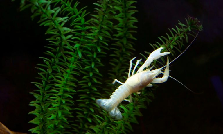 20 Beginner Friendly Cold Water Aquarium Fish - aquaticly.com