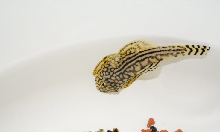 20 Beginner Friendly Cold Water Aquarium Fish - aquaticly.com