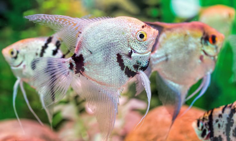 Freshwater Angelfish Care Guide: The Queen of the Aquarium - aquaticly.com