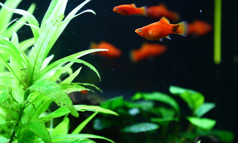 20 Beginner Friendly Cold Water Aquarium Fish - aquaticly.com