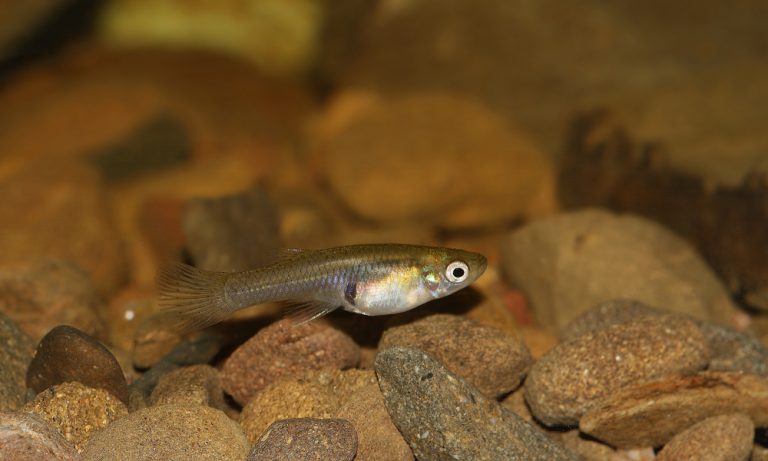 20 Beginner Friendly Cold Water Aquarium Fish - aquaticly.com