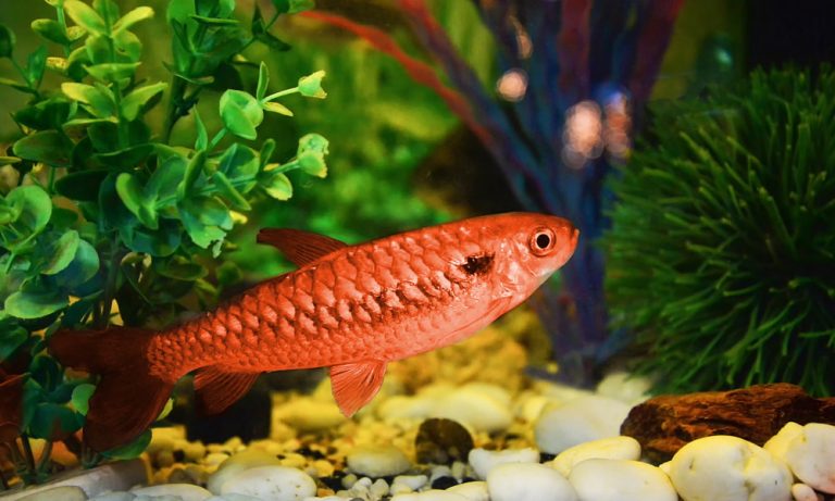 20 Beginner Friendly Cold Water Aquarium Fish - aquaticly.com