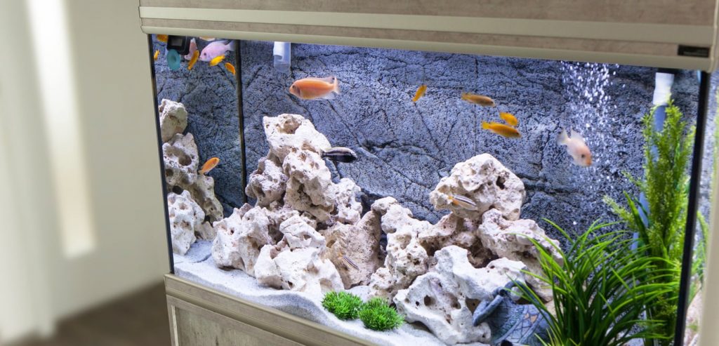 Top 15 Small Freshwater Fish for Smaller Aquariums - aquaticly.com