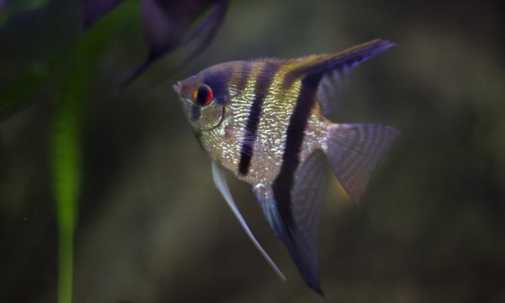 Freshwater Angelfish Care Guide: The Queen of the Aquarium - aquaticly.com