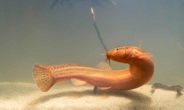 20 Beginner Friendly Cold Water Aquarium Fish - aquaticly.com