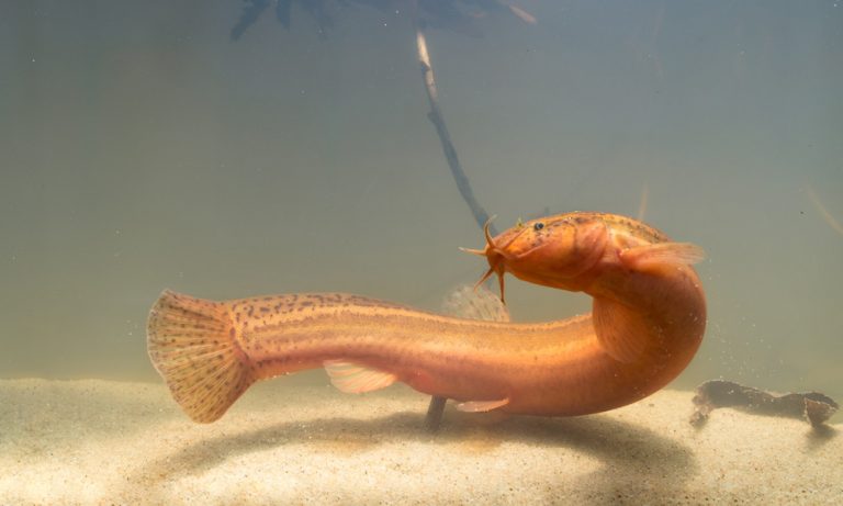 20 Beginner Friendly Cold Water Aquarium Fish - aquaticly.com