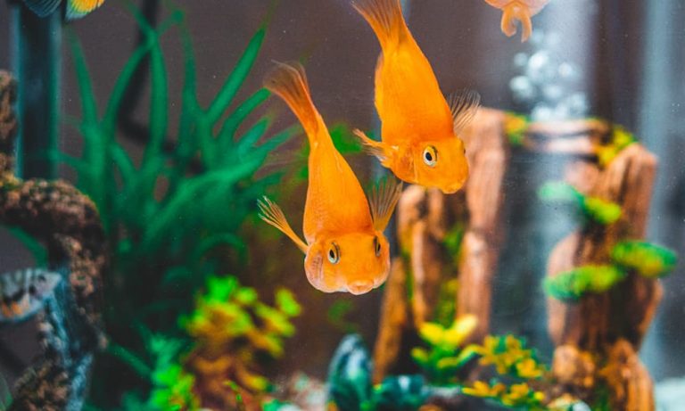 Aquarium Size Chart - How Can I Figure Out How Much Water My Fish Tank ...