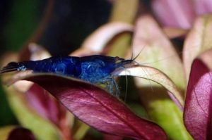 Cherry Shrimp Care Guide: Tank Setup, Grading, and Common Diseases ...
