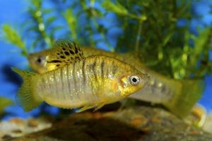 Molly Fish Care: Complete Guide to Keeping all Types of Mollies ...