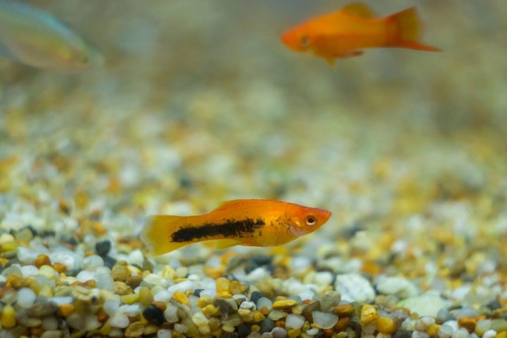 Home - aquaticly.com