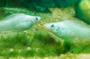 Molly Fish Care: Complete Guide to Keeping all Types of Mollies ...